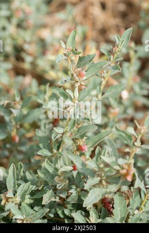 berry saltbush (Atriplex semibaccata) Plantae Stock Photo - Alamy