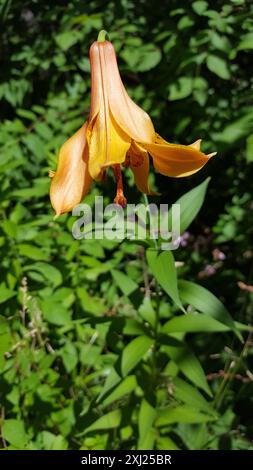 Canada lily (Lilium canadense) Plantae Stock Photo - Alamy