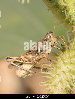 Devastating Grasshopper (Melanoplus devastator Stock Photo - Alamy