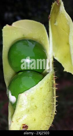 Nickernut (Guilandina bonduc) Plantae Stock Photo - Alamy