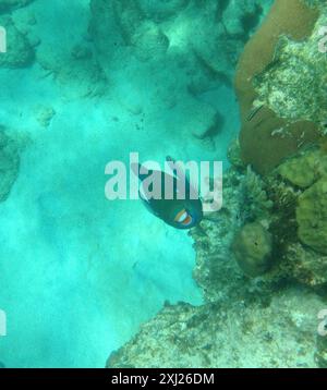 Queen Parrotfish (Scarus vetula) Actinopterygii Stock Photo - Alamy
