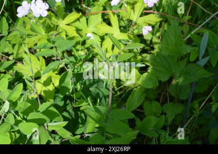 veiny pea (Lathyrus venosus) Plantae Stock Photo - Alamy