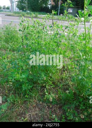 Alfalfa Complex (Medicago sativa) Plantae Stock Photo - Alamy