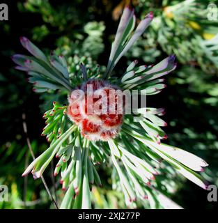 Sceptres (Paranomus) Plantae Stock Photo - Alamy