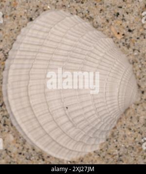 California Venus (Chione californiensis) Mollusca Stock Photo - Alamy