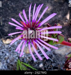 Pentagonal Spoonfig (Erepsia pentagona) Plantae Stock Photo - Alamy