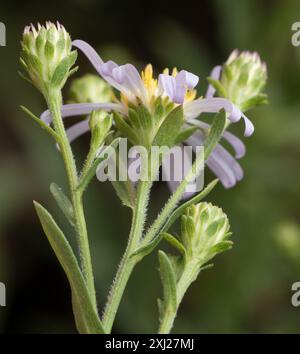 Pacific Aster (Symphyotrichum chilense) Plantae Stock Photo - Alamy