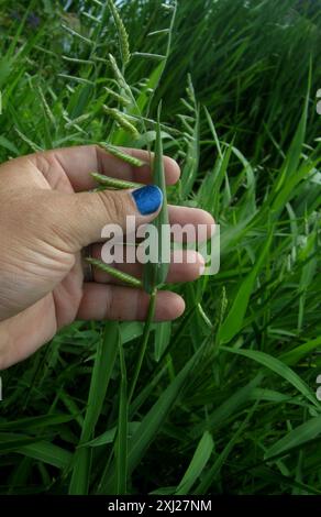 Hairy Cupgrass (Eriochloa villosa) Plantae Stock Photo - Alamy
