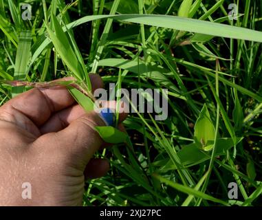 hairy rosette-panicgrass (Dichanthelium acuminatum) Plantae Stock Photo ...