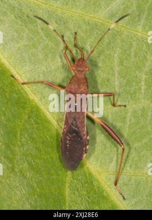 Lupine Bug (Megalotomus quinquespinosus) Insecta Stock Photo - Alamy