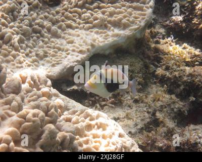 Wedgetail Triggerfish (Rhinecanthus rectangulus) Actinopterygii Stock ...