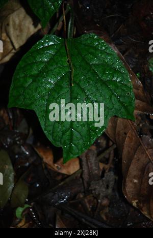 Jungle Cucumber (Gurania makoyana) Plantae Stock Photo - Alamy