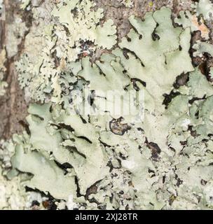 Ruffle Lichens (Parmotrema) Fungi Stock Photo - Alamy