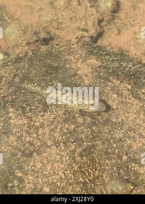 Rhinogobies (Rhinogobius) Actinopterygii Stock Photo - Alamy