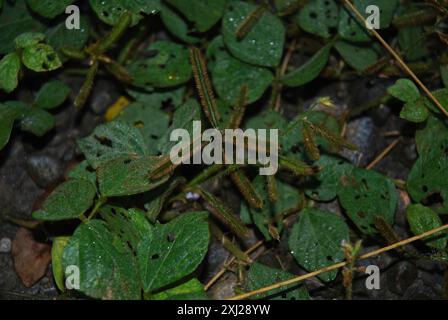 Calopo (Calopogonium mucunoides) Plantae Stock Photo - Alamy