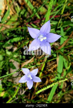 African Blue Bell (Wahlenbergia undulata) Plantae Stock Photo - Alamy