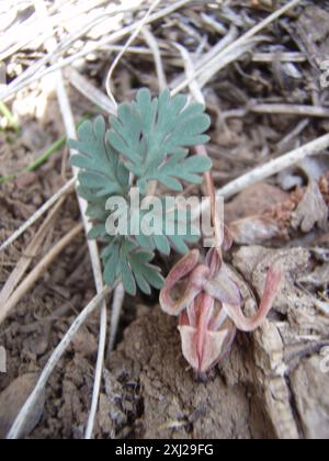 longhorn steer's-head (Dicentra uniflora Stock Photo - Alamy