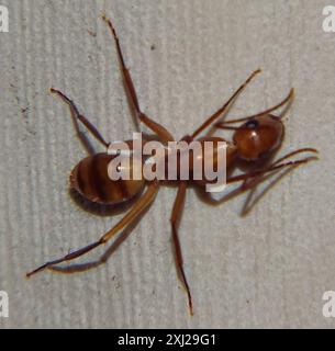 Hawaiian Carpenter Ant (Camponotus variegatus) Insecta Stock Photo - Alamy