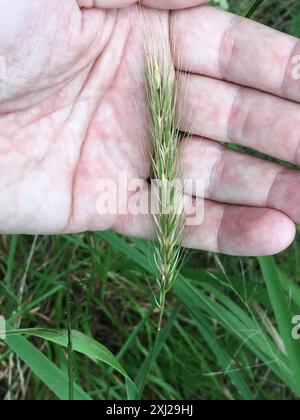 river wild rye (Elymus riparius) Plantae Stock Photo - Alamy