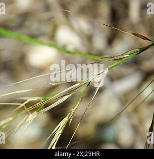 foothill needle grass (Nassella lepida) Plantae Stock Photo - Alamy