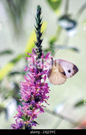 Garden Whites (Pieris) Insecta Stock Photo - Alamy