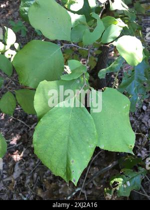 Bigleaf Snowbell (Styrax grandifolius) Plantae Stock Photo - Alamy