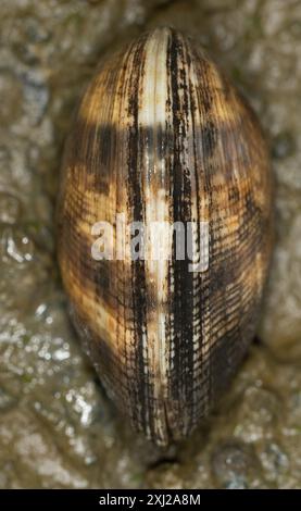Japanese Littleneck (Ruditapes philippinarum) Mollusca Stock Photo - Alamy