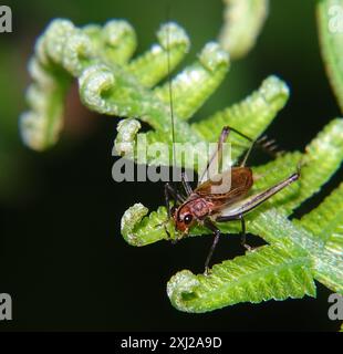 Trigs and Sword-tailed Crickets (Trigonidiinae Stock Photo - Alamy