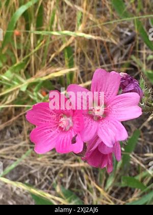 checkerbloom (Sidalcea malviflora) Plantae Stock Photo - Alamy