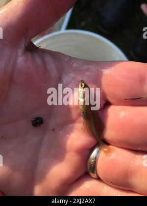 Brook Stickleback (Culaea inconstans) Actinopterygii Stock Photo - Alamy