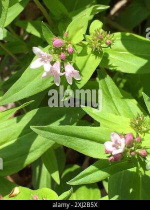 summer bluet (Houstonia purpurea) Plantae Stock Photo - Alamy
