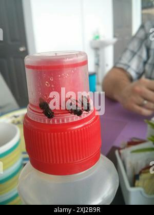 Stingless Bees (Meliponini) Insecta Stock Photo - Alamy