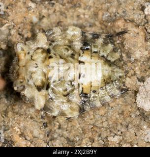 Big-eyed Toad Bug (Gelastocoris oculatus) Insecta Stock Photo - Alamy