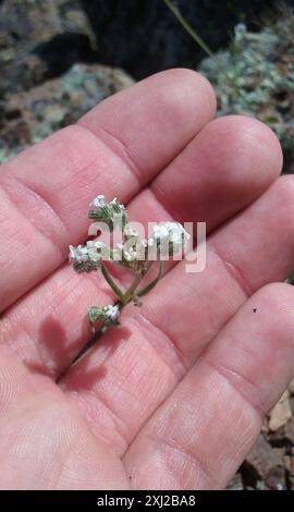 flaccid cryptantha (Cryptantha flaccida) Plantae Stock Photo - Alamy