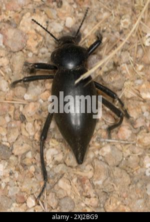 (Eleodes acuticauda) Insecta Stock Photo - Alamy