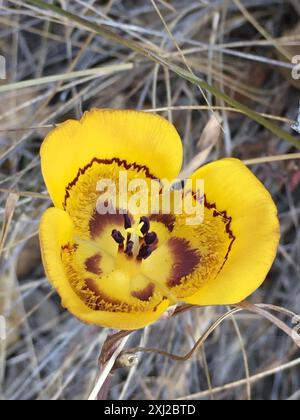 Clubhair Mariposa Lily (Calochortus clavatus) Plantae Stock Photo - Alamy