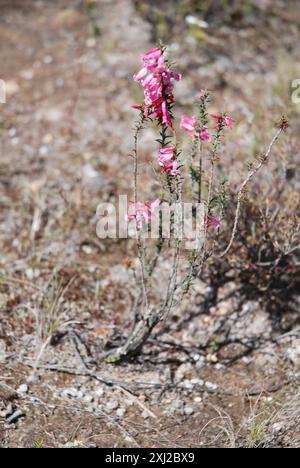 Common Heath (Epacris impressa) Plantae Stock Photo - Alamy