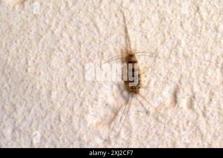 Firebrat (Thermobia domestica) Insecta Stock Photo - Alamy