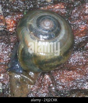 Dome Snails (Ventridens) Mollusca Stock Photo - Alamy