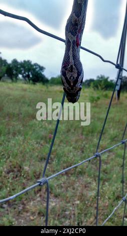 Great Plains Ratsnake (Pantherophis emoryi) Reptilia Stock Photo - Alamy