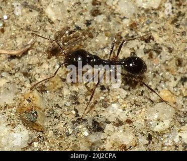 Black Harvester Ant (Veromessor pergandei) Insecta Stock Photo - Alamy