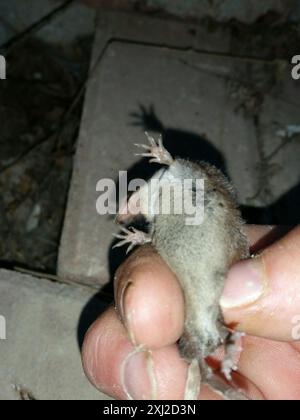 Shrews (Soricidae) Mammalia Stock Photo - Alamy