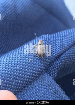 Fuller's rose weevil (Pantomorus cervinus) Insecta Stock Photo - Alamy