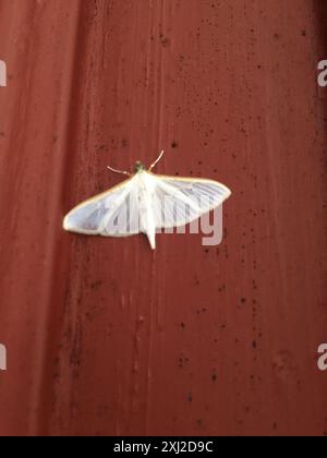 Jasmine Moth (Palpita vitrealis) Insecta Stock Photo - Alamy