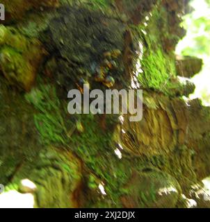 Forest Knobwood (Zanthoxylum davyi) Plantae Stock Photo - Alamy