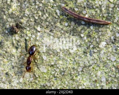 Common Citronella Ant (Lasius claviger) Insecta Stock Photo - Alamy