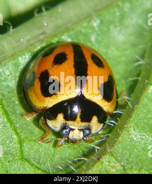 Variable Ladybird Beetle (Coelophora inaequalis) Insecta Stock Photo ...