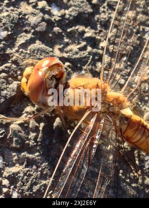 Wandering Glider (Pantala flavescens) Insecta Stock Photo - Alamy