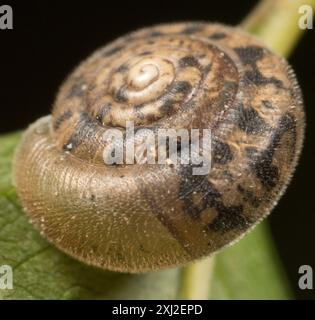Common Land Snails and Slugs (Stylommatophora) Mollusca Stock Photo - Alamy
