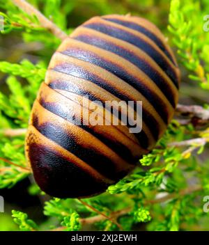Cape Mountain Cockroach (Aptera fusca Stock Photo - Alamy